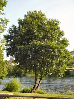 Arbores Galicia: Ameneiro